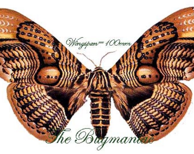 One Large Brahmaea Wallichi , Wings Closed , Large Moth WS 100+ Mm A ...