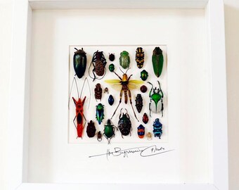 Shadow Box With Real Insects : Topquality Display With | Etsy