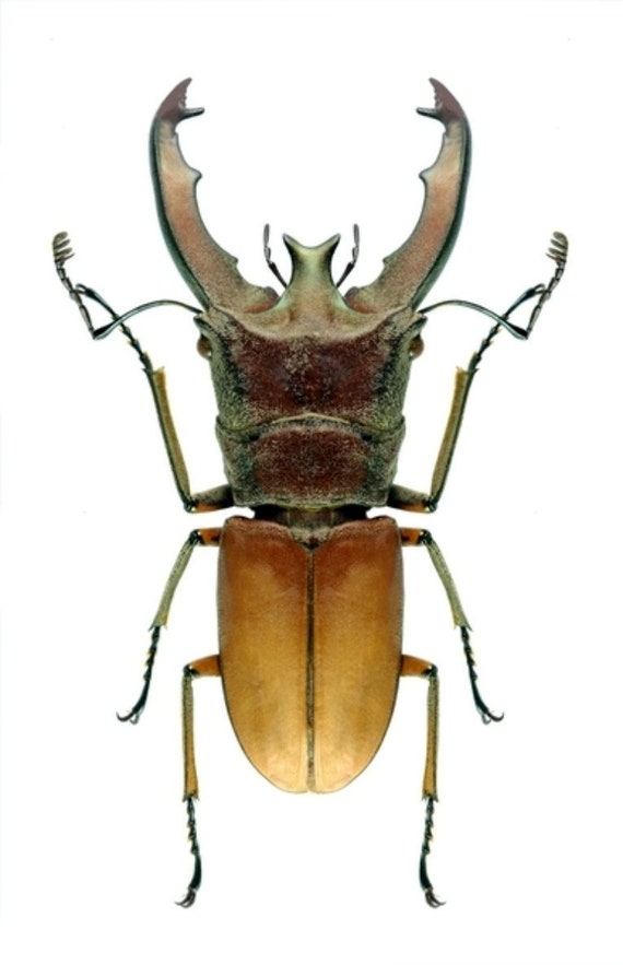 Set of 3 Stag Beetles Cyclommatus Lunifer for All Your - Etsy UK