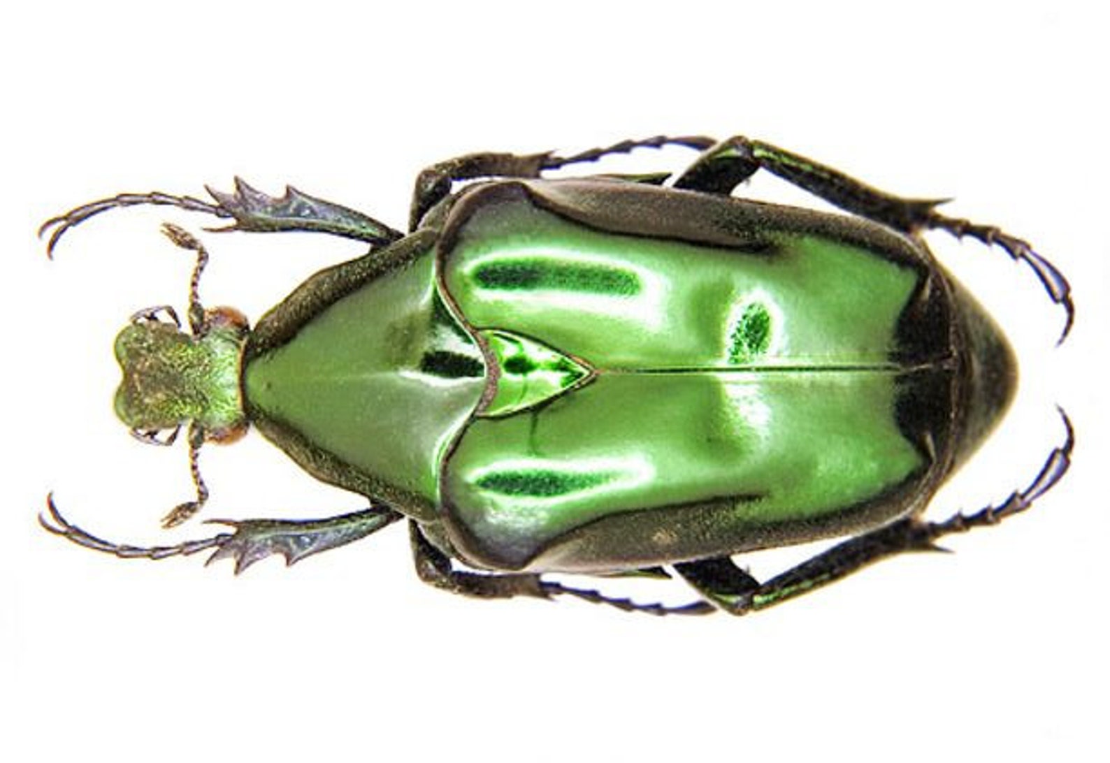 Set of 5 Shiny and Beautiful Scarab Beetles Plectrone Nonveilleri , for ...