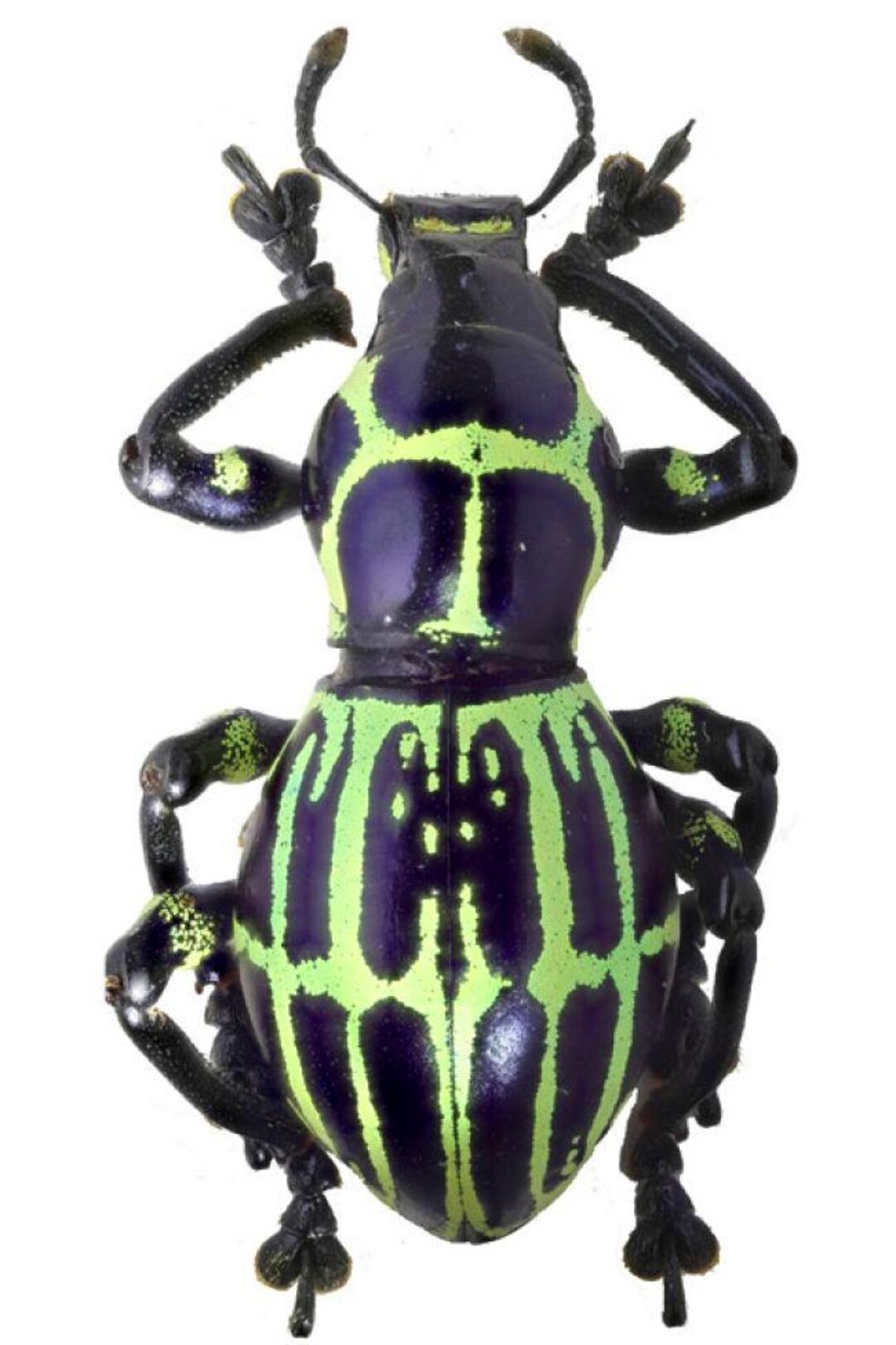 Pack of 3 Very Beautiful Weevil Beetles Pachyrrynchus Elenae for All ...