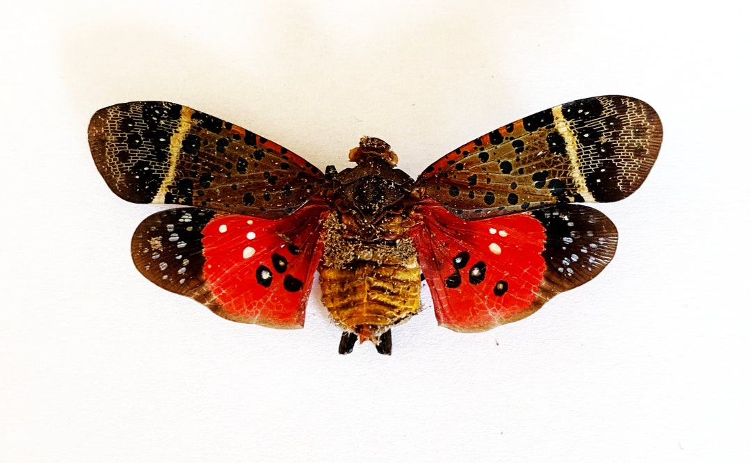 Pack of 3 Lantern Bugs Penthicodes Astraea With Open Wings for All Your ...