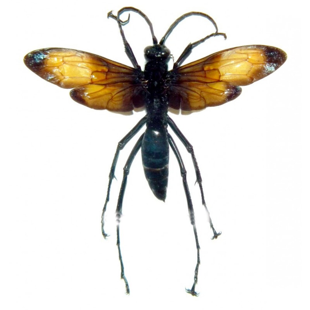 Pack of Two Fantastic Wasps Hemipepsis Anthracina SPREAD From Java for ...
