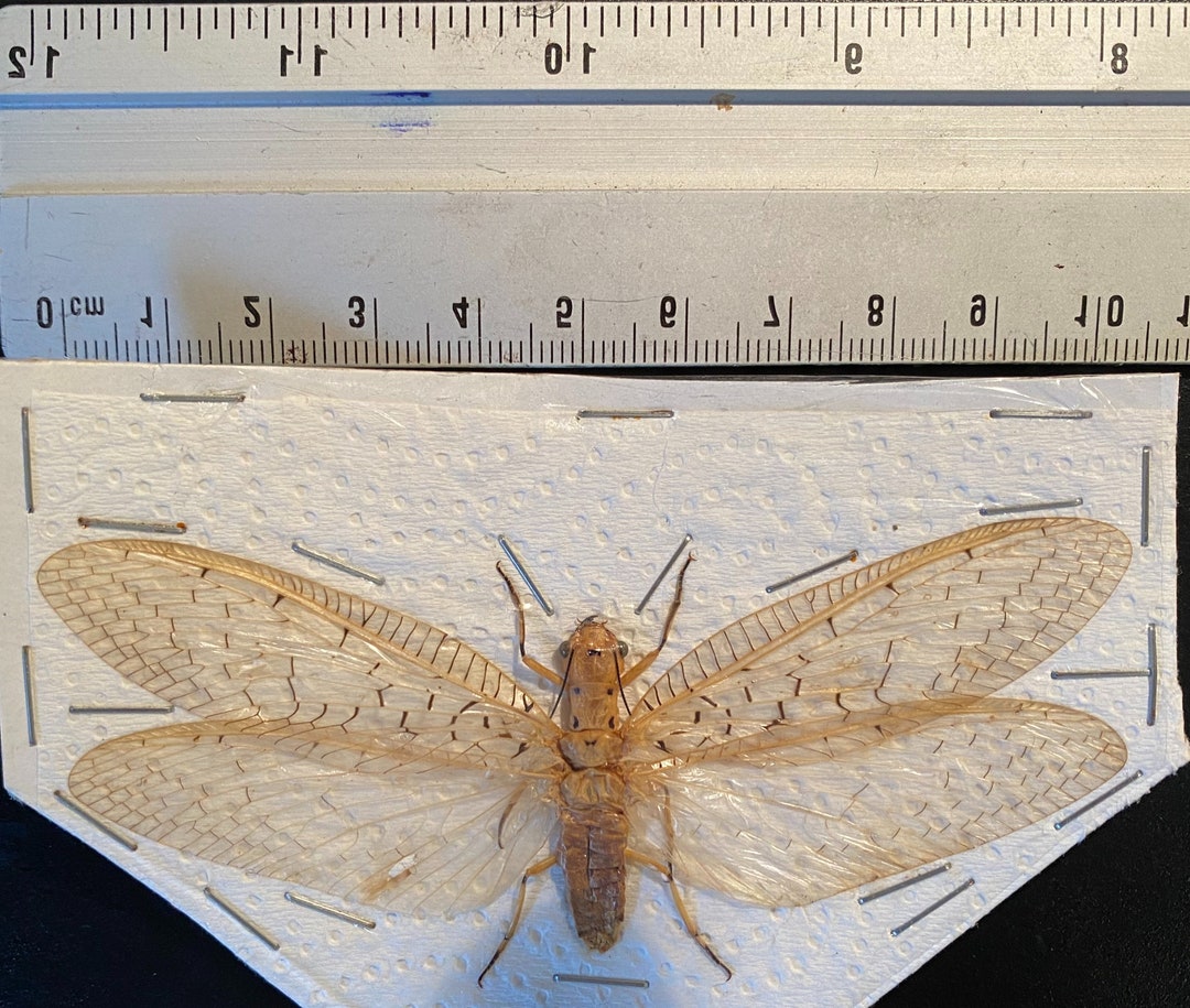 One Large Corydalidae Ssp From Indonesia SPREAD , for All Your ...