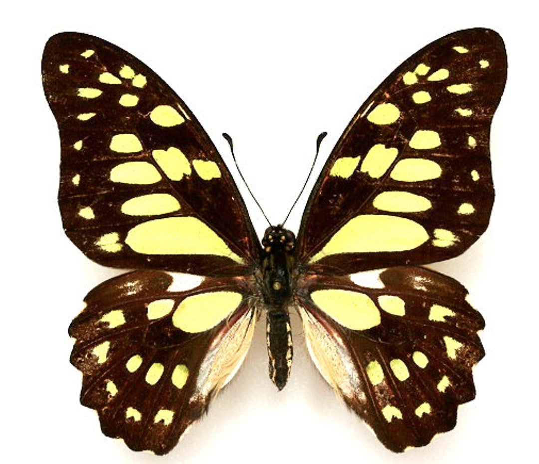 Pack of 2 Nice Swallowtail Graphium Cyrnus From Madagascar ,wings ...