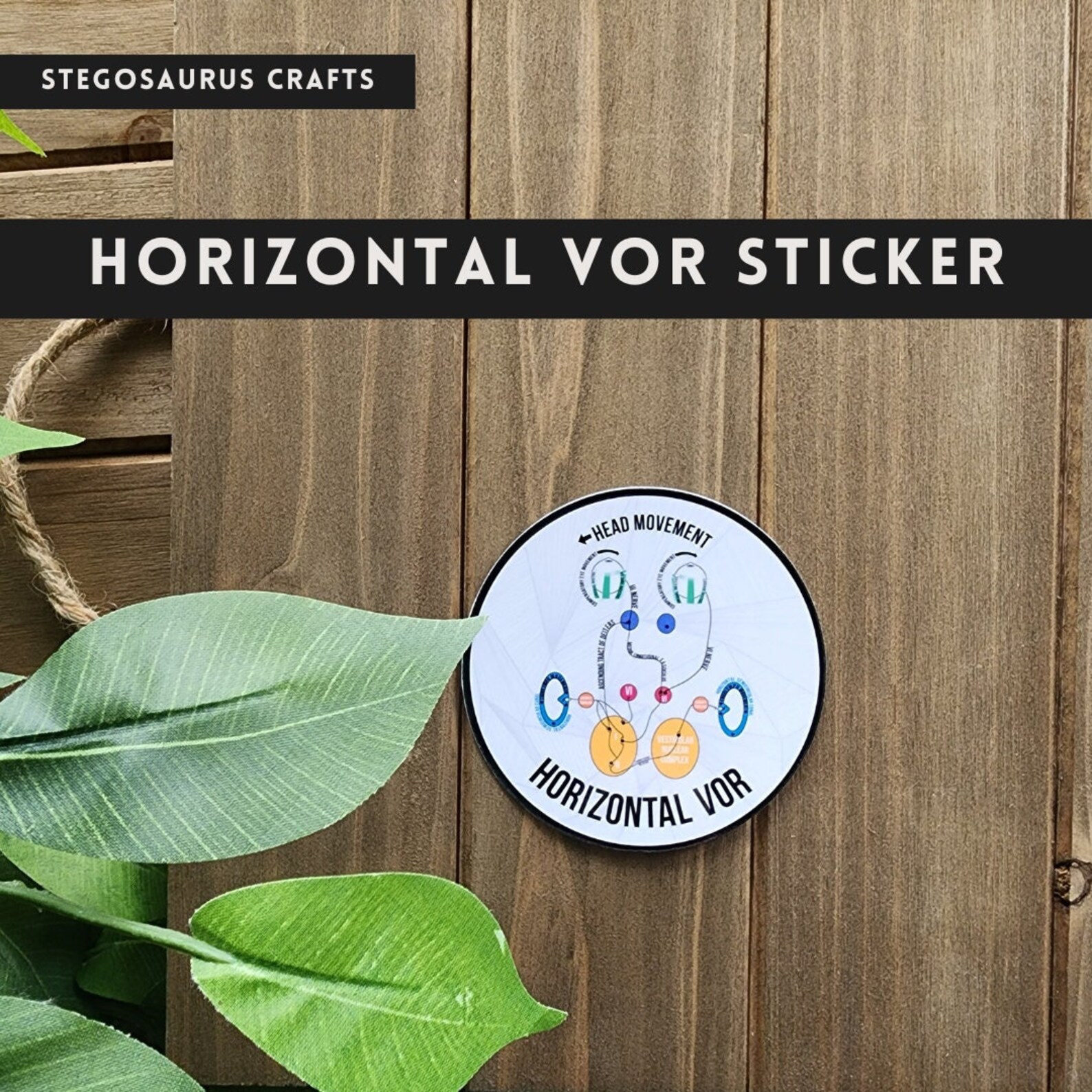 Horizontal VOR Pathway Sticker Vestibular Audiology Sticker - Etsy