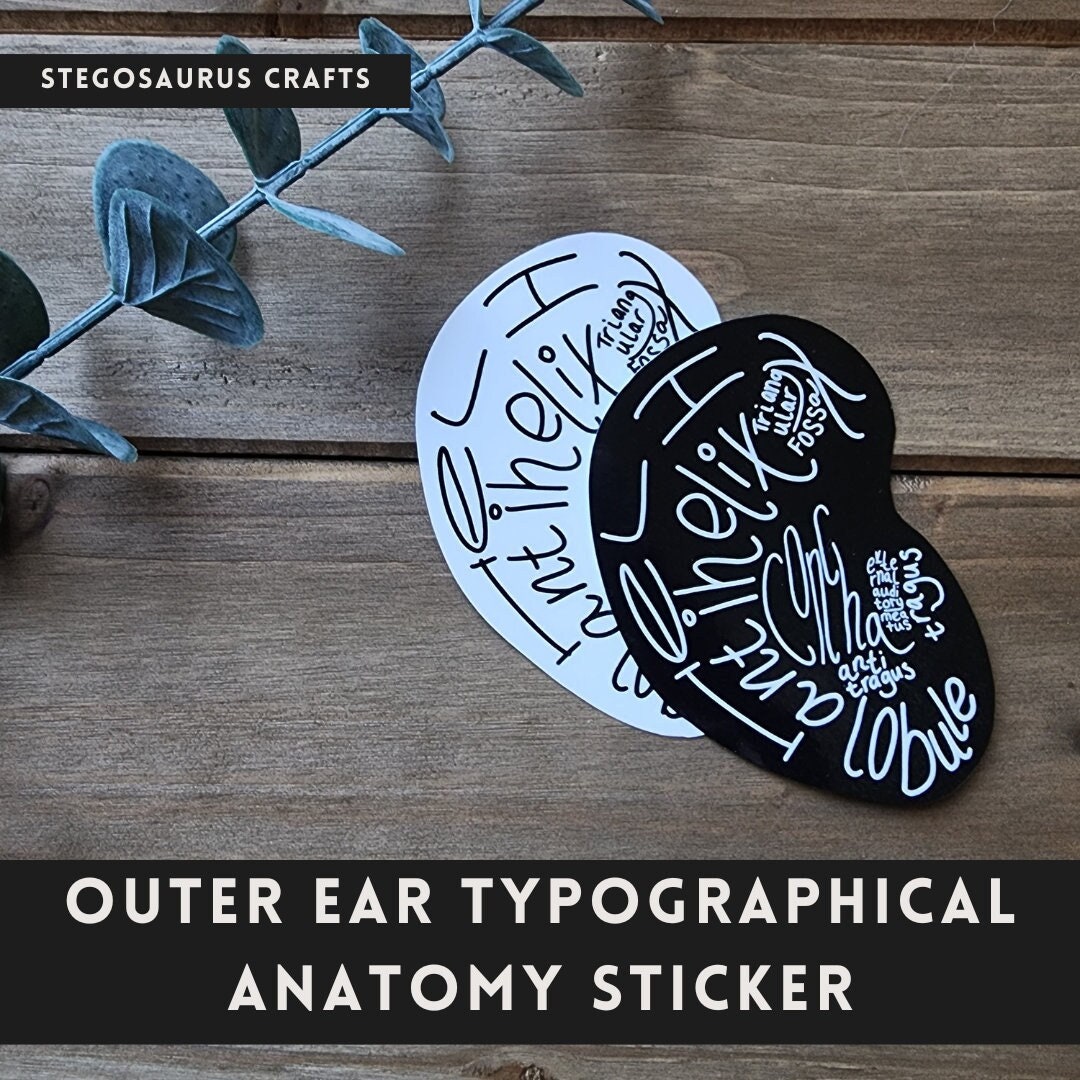 Outer Ear Typographical Anatomy Sticker - Perfect for Audiologists ...
