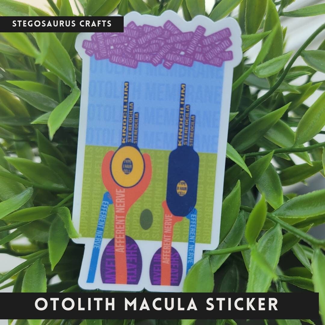 Vestibular Otolith Macula Anatomy Sticker - Etsy