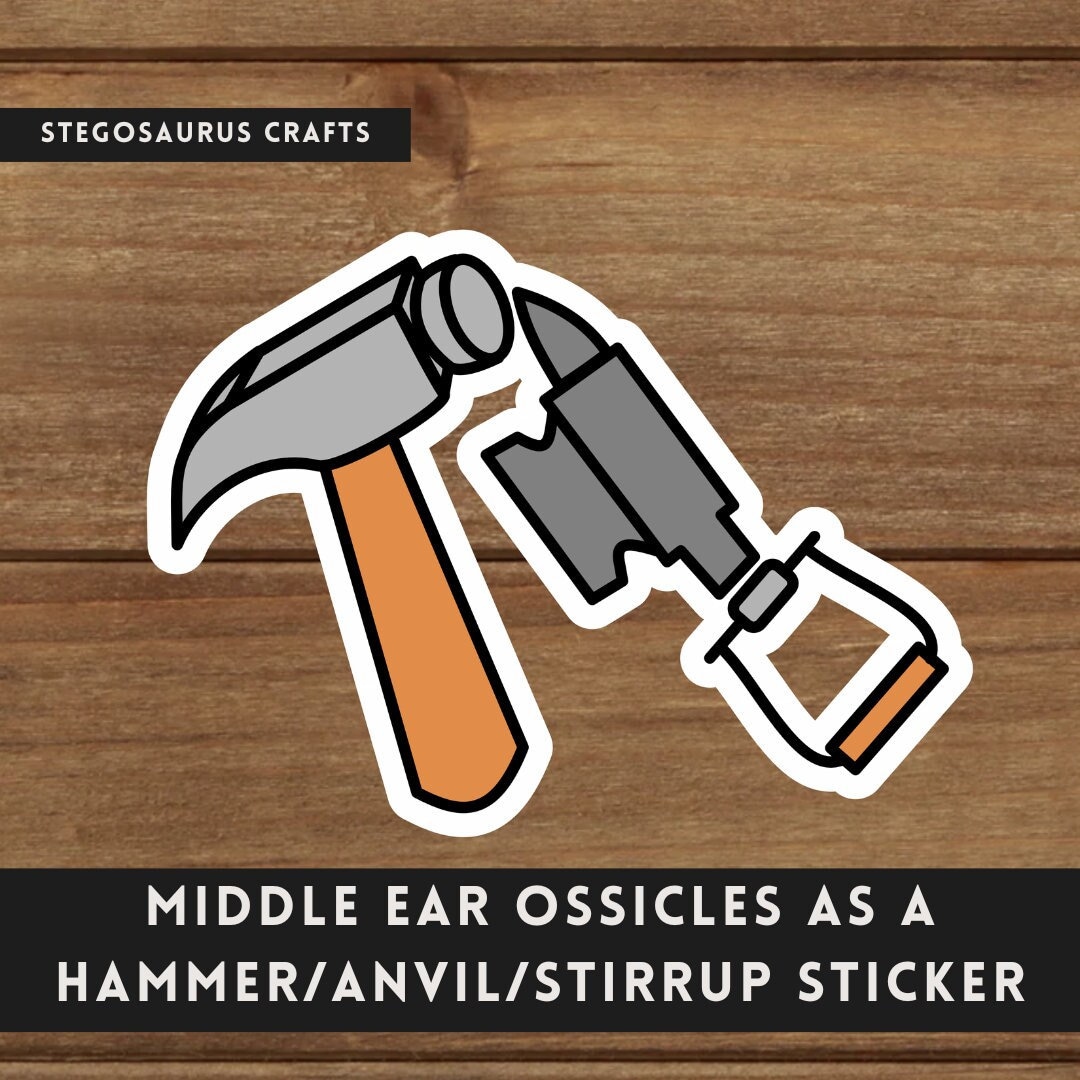 Middle Ear Ossicles as Hammer, Anvil, and Stirrup Sticker - Perfect for ...