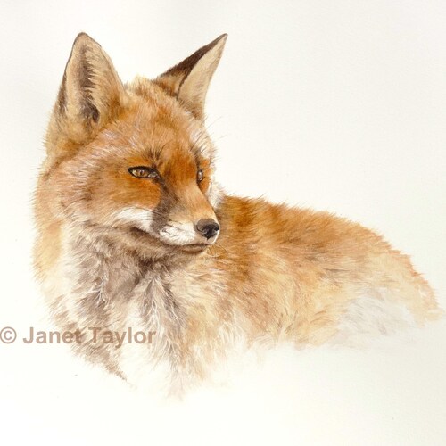 RACCOON: Signed Print of a Watercolour Painting by Jan Taylor - Etsy