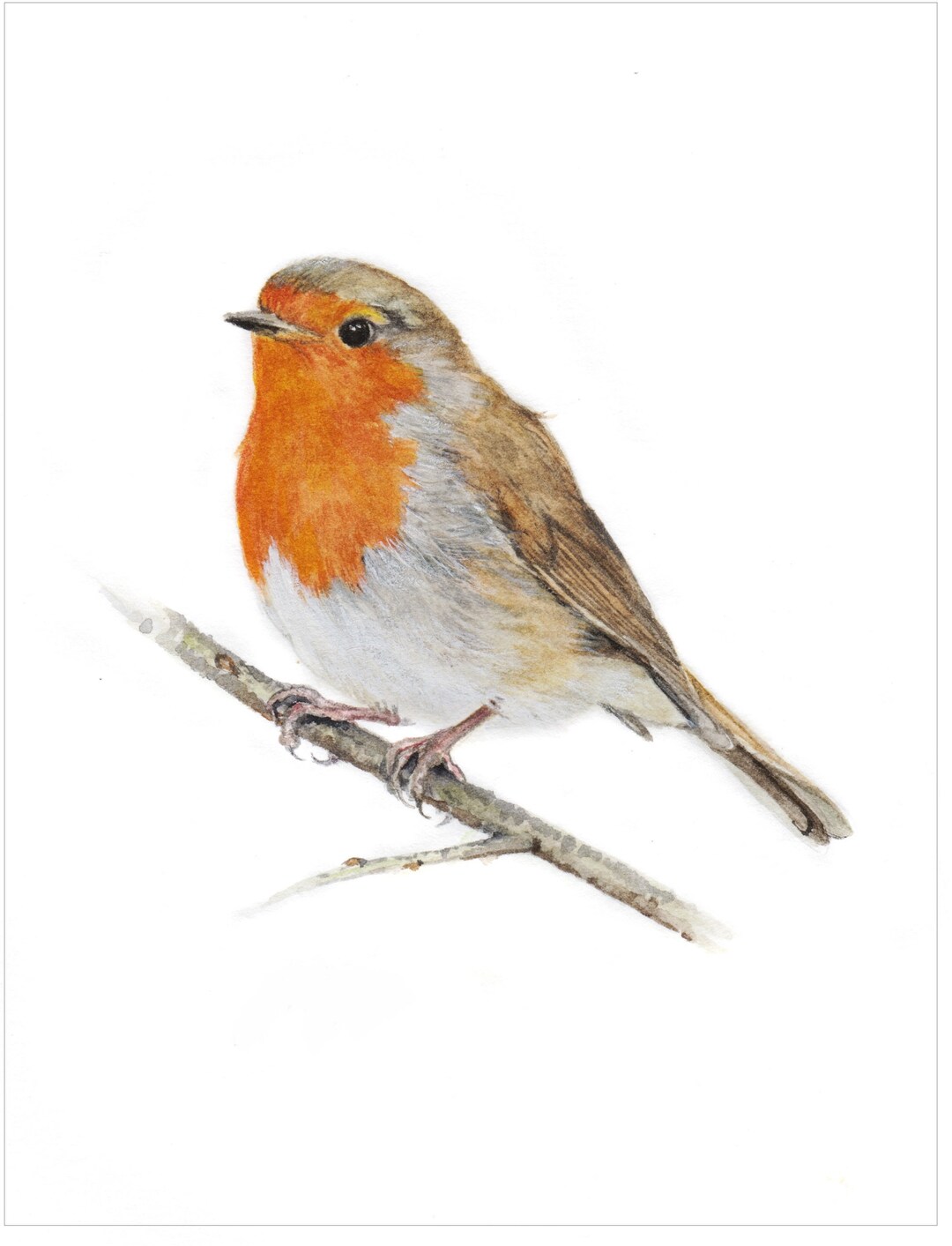 ROBIN: Signed Print of a Watercolour Painting by Jan Taylor. - Etsy UK