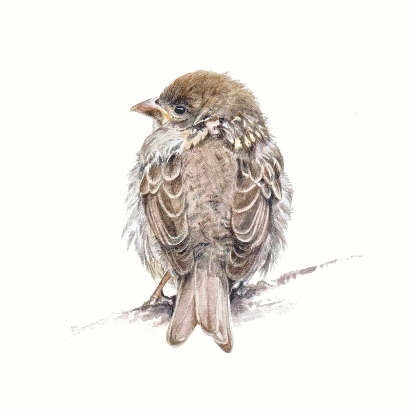 Sparrow Painting - Etsy