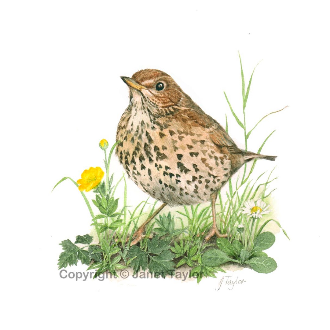 Song Thrush: Print of an Original Watercolour Painting by Jan Taylor ...