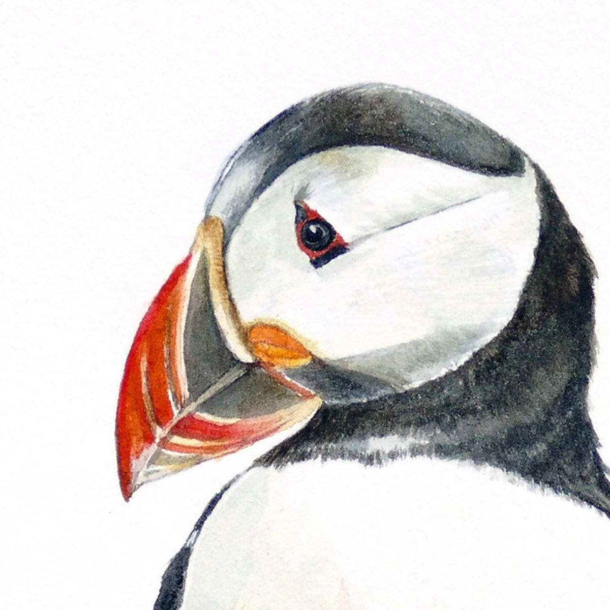 PUFFIN: Signed Print of a Watercolour Painting by Jan Taylor - Etsy