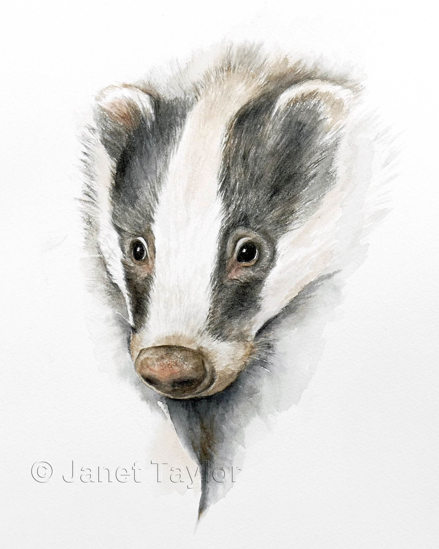 Badger Print of a Watercolour Painting by Jan Taylor. - Etsy