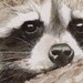 RACCOON: Signed Print of a Watercolour Painting by Jan Taylor - Etsy