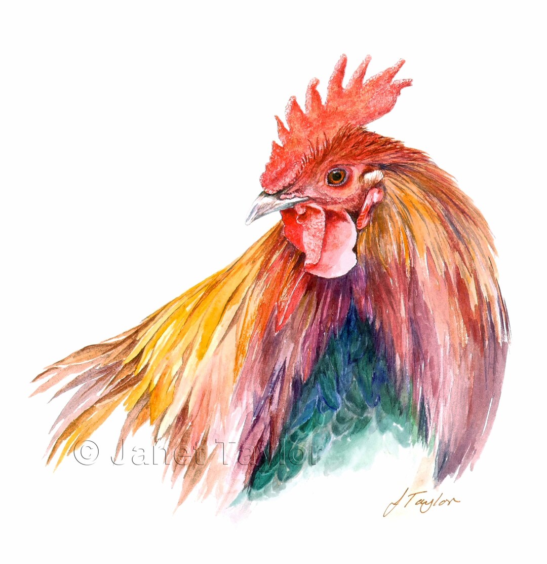 Rooster - Cockerel - Painting by Jan Taylor. ORIGINAL Watercolor, Not a ...