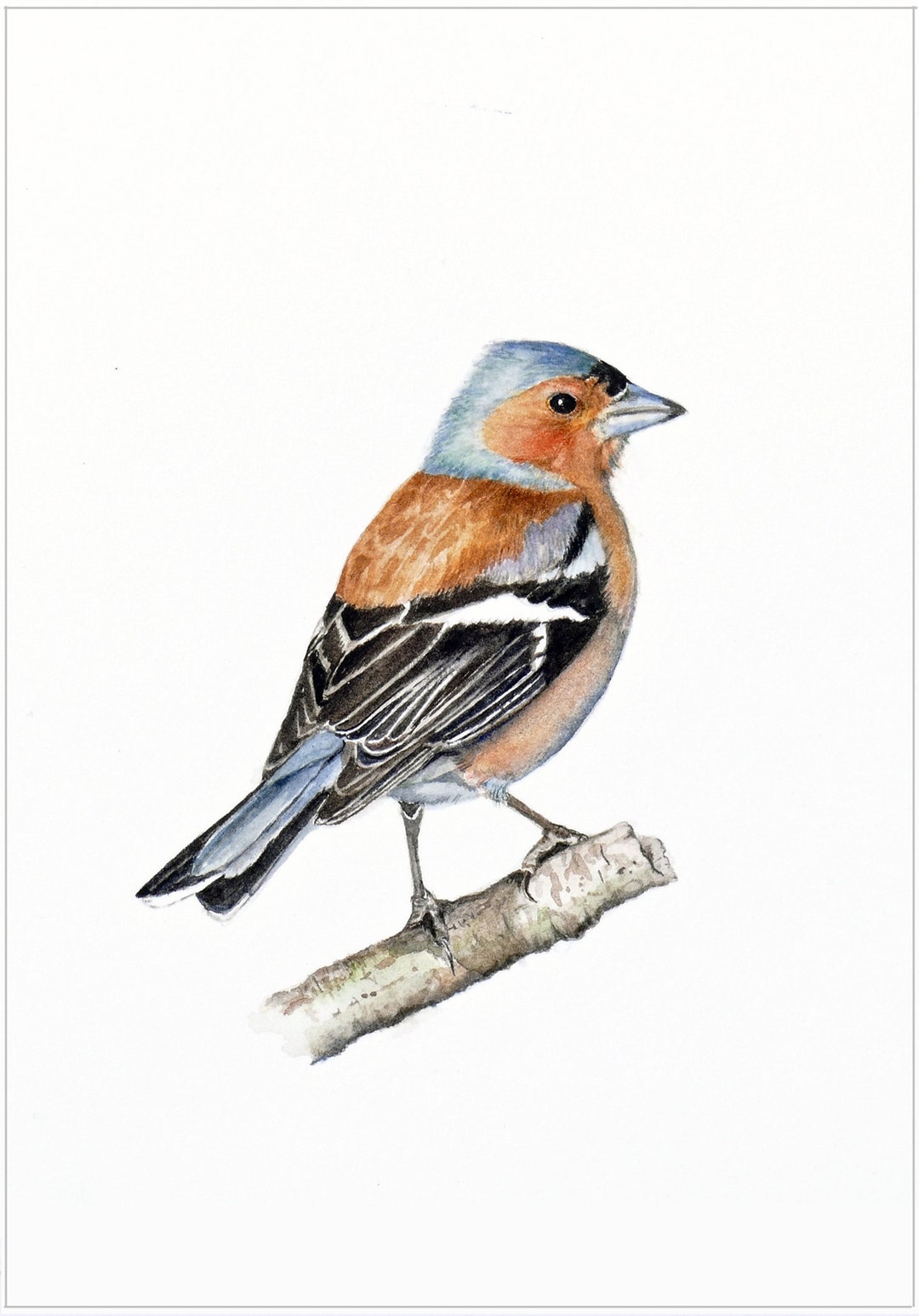 Chaffinch - Signed Print of a Watercolour Painting by Jan Taylor. A5 ...