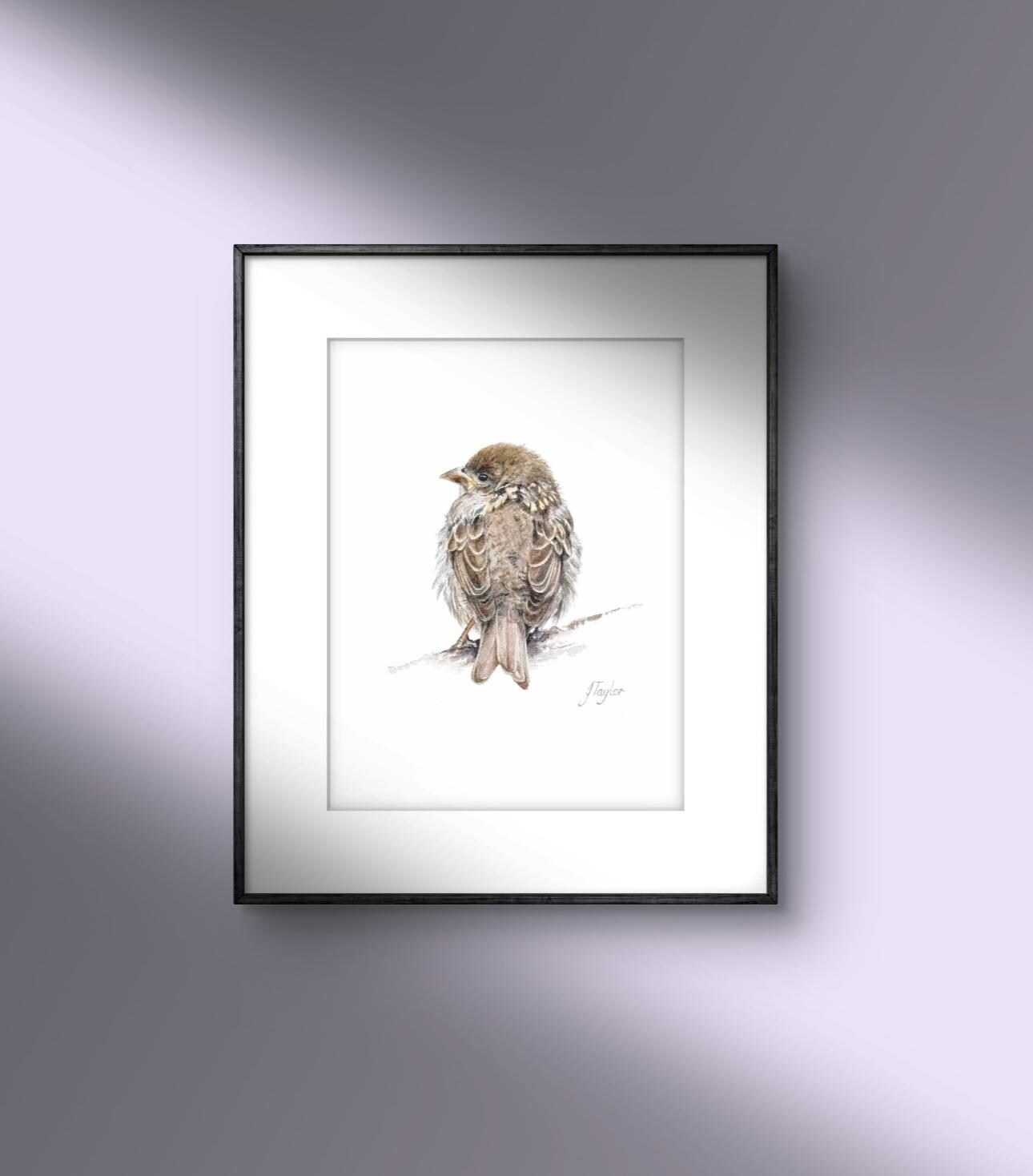YOUNG SPARROW: Signed Print of a Watercolour Painting by Jan Taylor ...
