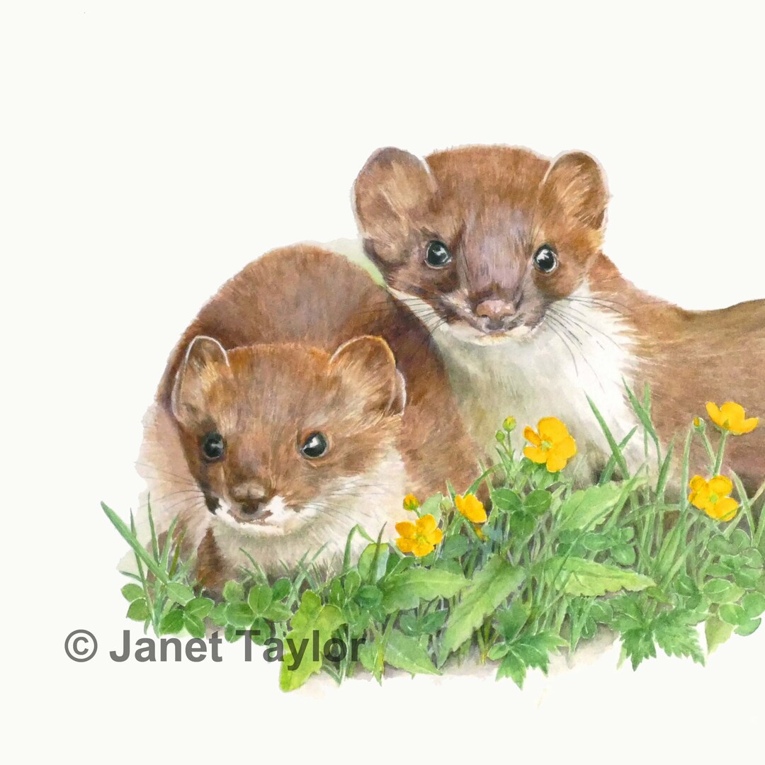 Stoat Painting Print of a Watercolour Painting by Jan Taylor: Stoats ...