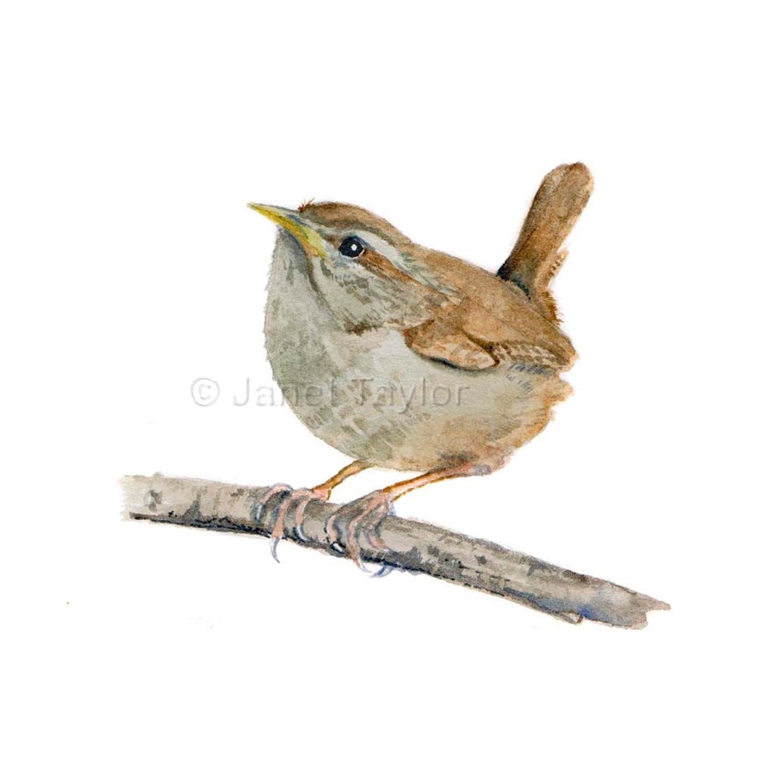 Wren Painting: Print of an Original Watercolor by Jan Taylor. - Etsy