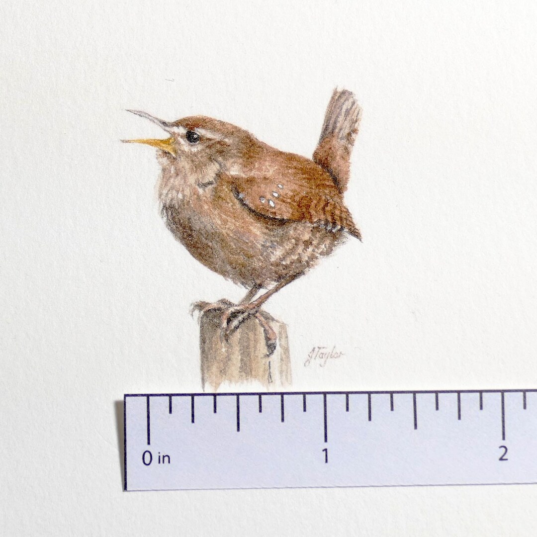 Wren: Print of a Miniature Watercolour by Jan Taylor. Tiny Art. - Etsy