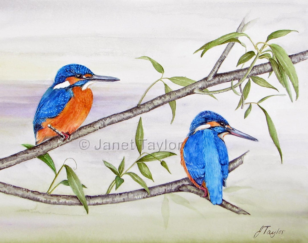 A Pair of Kingfishers - Signed Print of a Painting by Jan Taylor. - Etsy