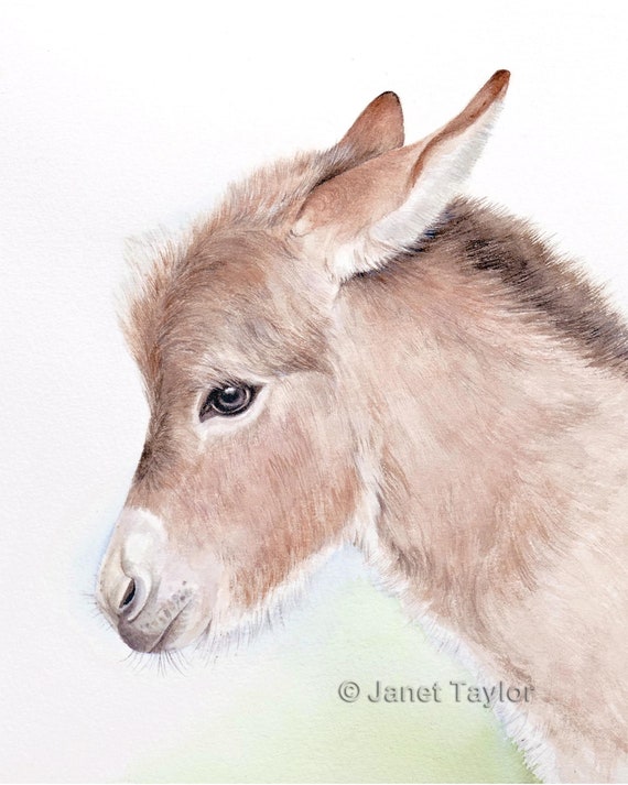 Donkey Signed Print of a Watercolour Painting of a Young | Etsy