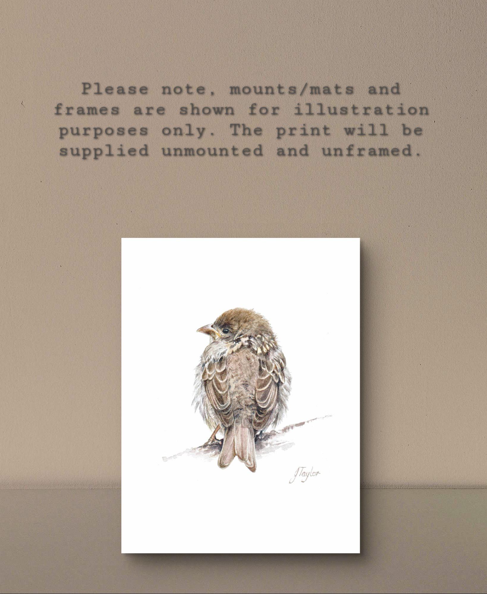 YOUNG SPARROW: Signed Print of a Watercolour Painting by Jan Taylor ...