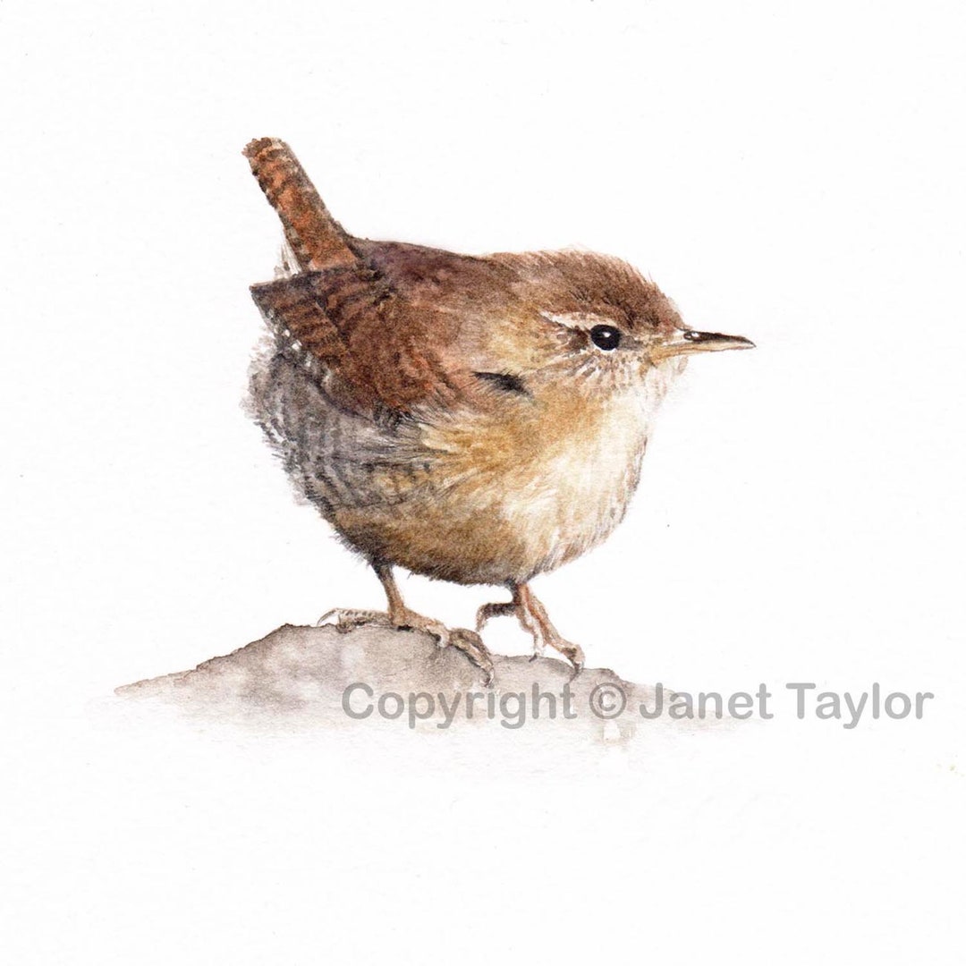Wren: Signed Print of an Original Watercolour Painting by Jan Taylor ...