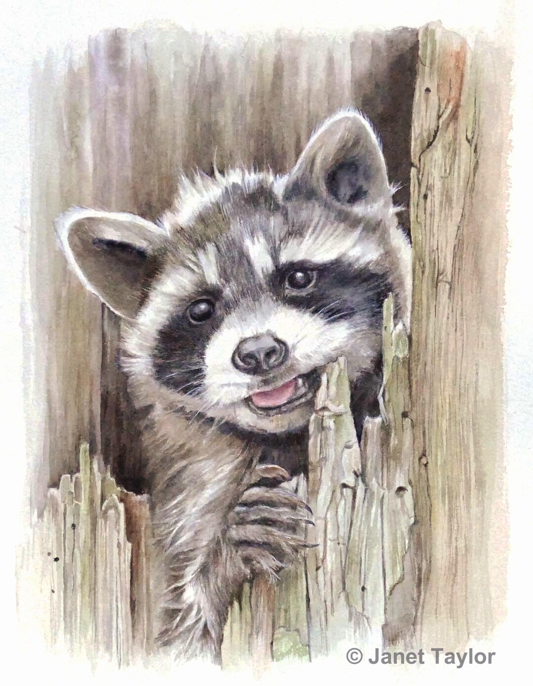 YOUNG RACCOON: Signed Print of a Watercolour Painting by Jan Taylor - Etsy