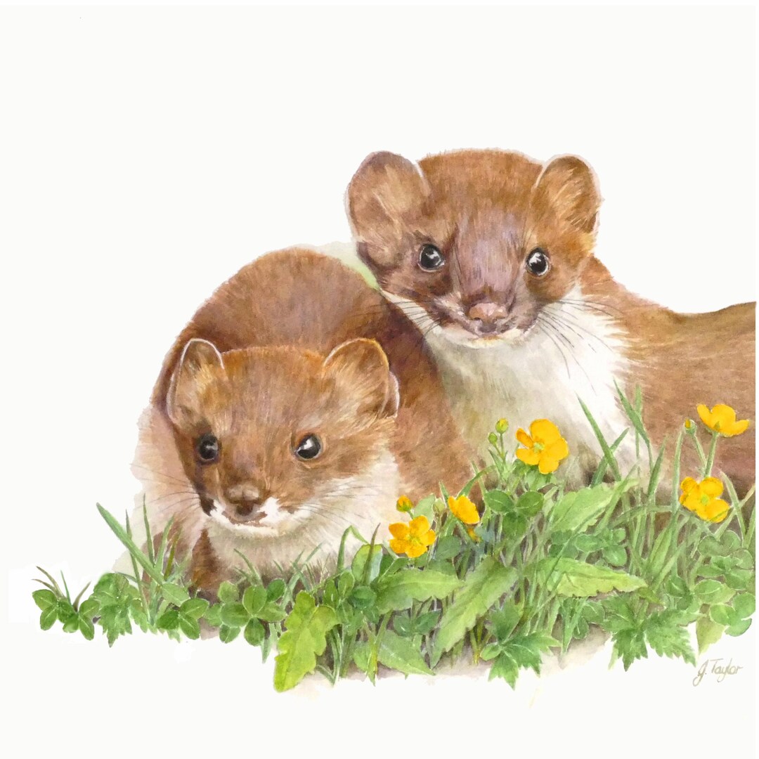 Stoat Painting Print of a Watercolour Painting by Jan Taylor: Stoats. - Etsy UK