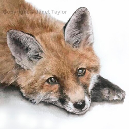 FOX Signed Print of a Watercolour Painting by Jan Taylor Red - Etsy