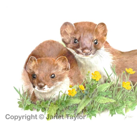 Stoat painting Print of a watercolour painting by Jan | Etsy