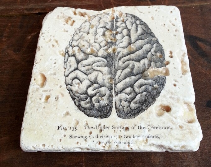 Vintage Anatomy Brain Coasters, 4 Piece Set, Tumbled Marble (OR MIX ...