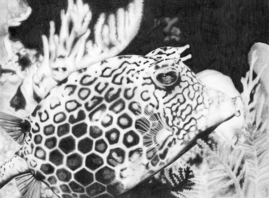 Fine Art Print of Original Illustration - Honeycomb Cowfish - Etsy