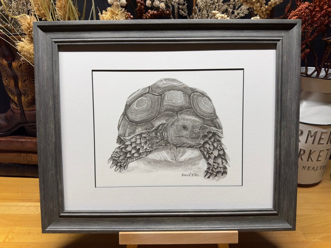 Turtle Tortoise Reptile Graphite Pencil Art Sketch Drawing Print ...