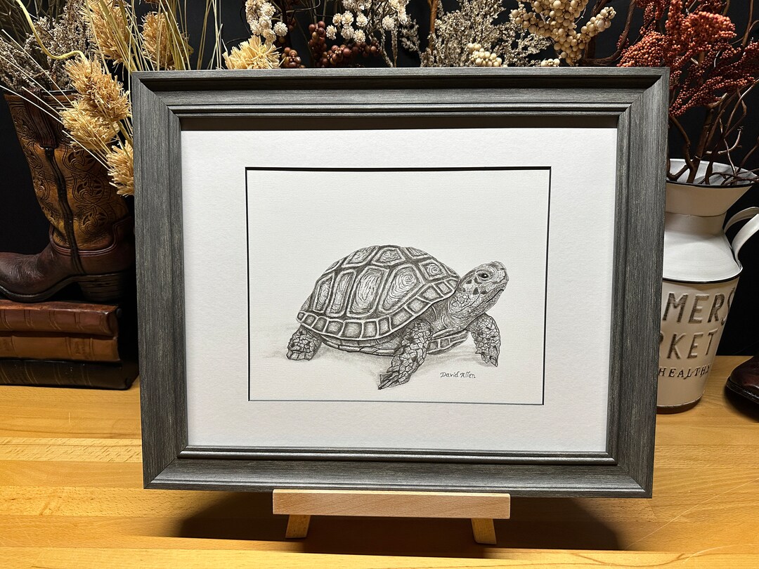Turtle Tortoise Graphite Pencil Art Sketch Drawing Print Picture ...