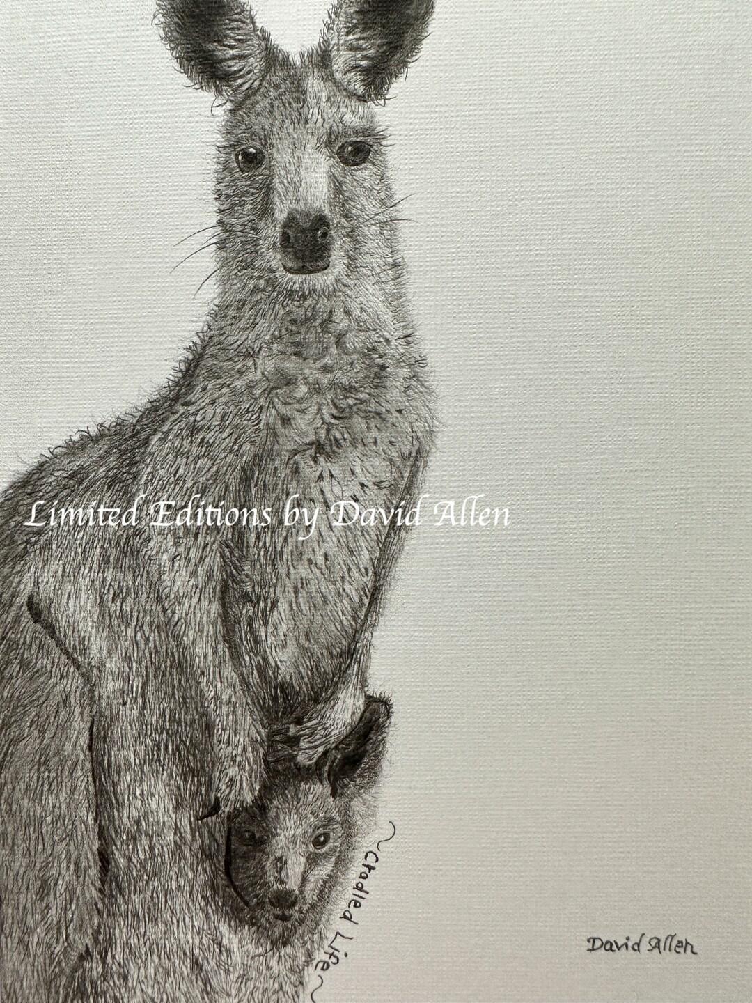Kangaroo Australia Nature Wildlife Graphite Pencil Art Sketch - Etsy