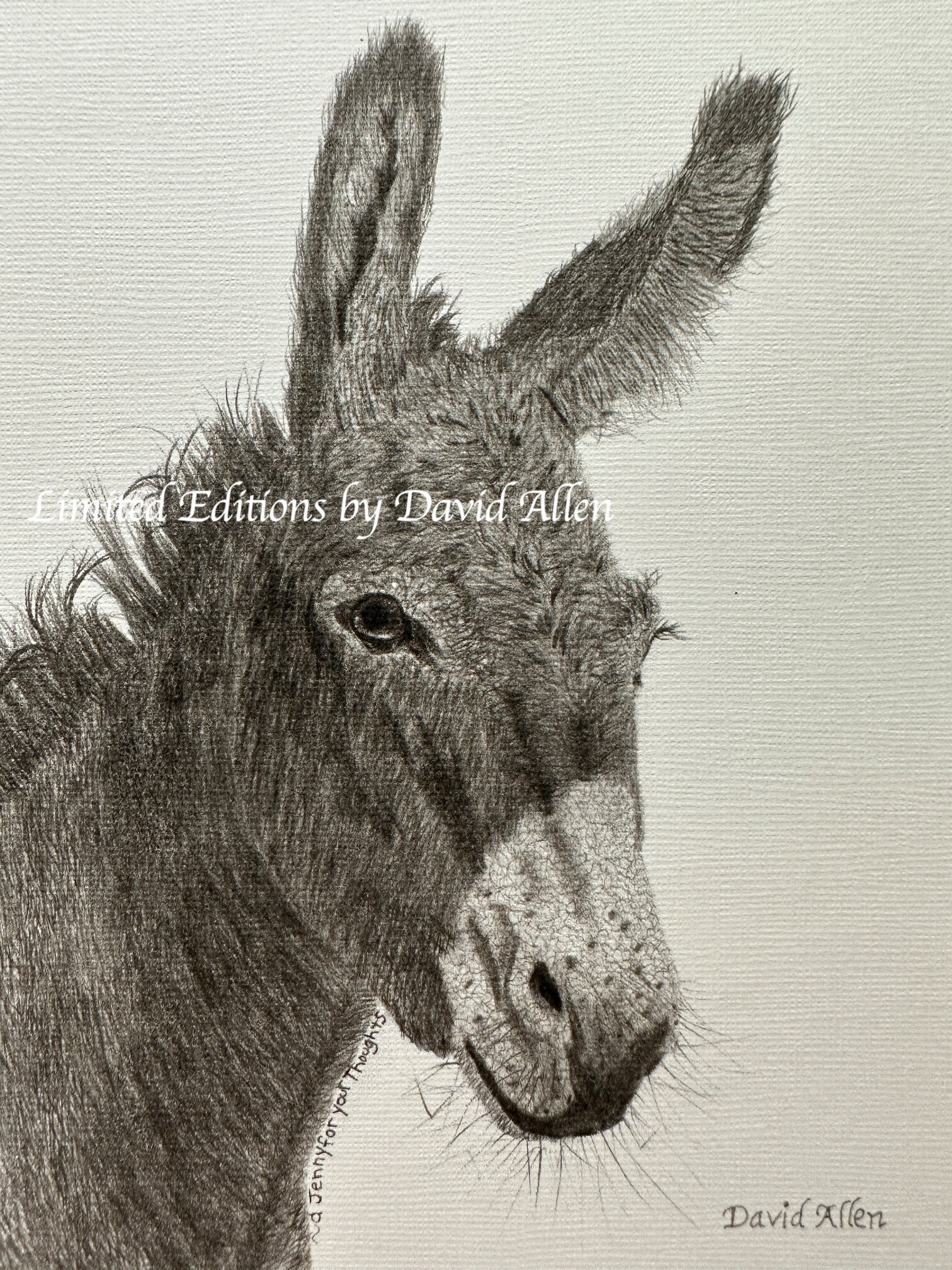 Mule Drawing