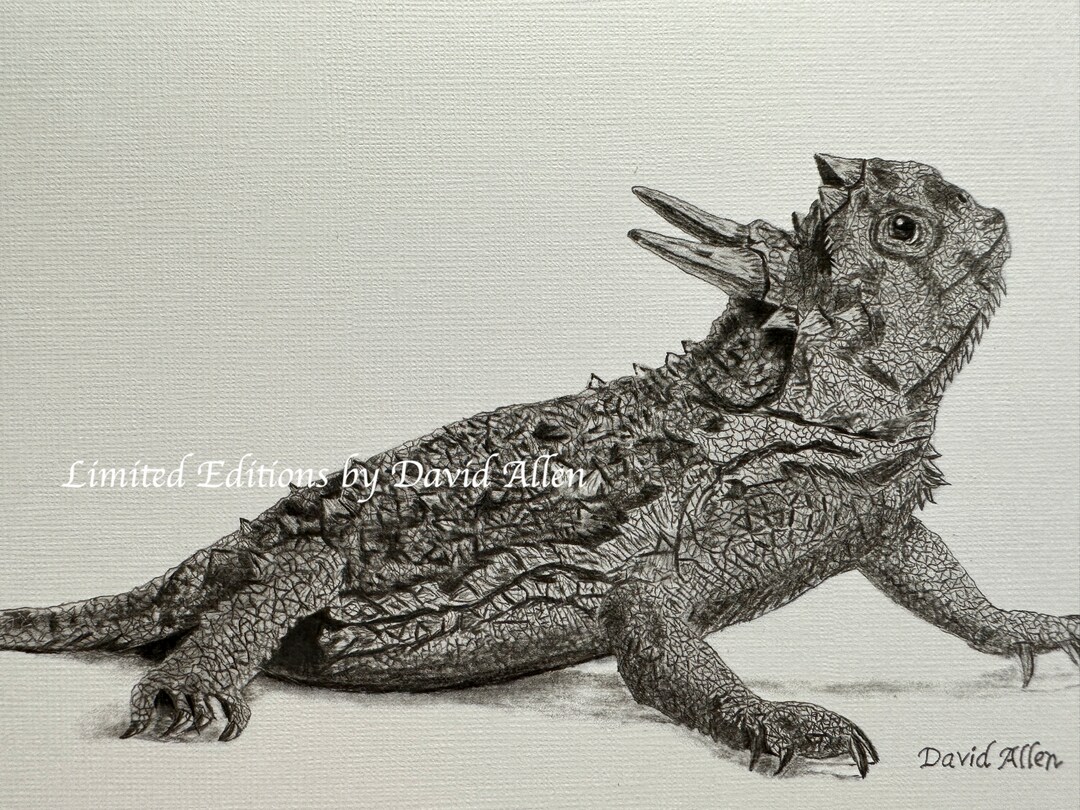 Horn Horny Horned Toad Lizard Reptile Picture Drawing Texas - Etsy