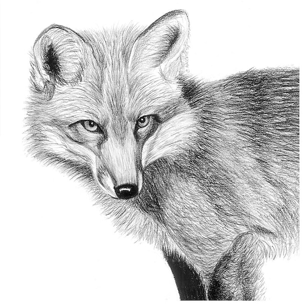 Fox Drawings - Etsy