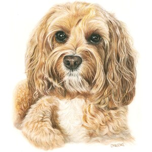 Cockapoo “daisy”. A Colored Pencil Pet Portrait Giclee Print - Etsy