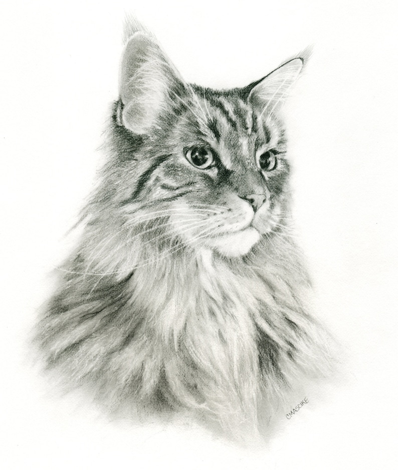 Maine Coon Giclee Print of an Original Graphite Pencil Drawing - Etsy
