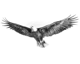 Eagle Pencil Drawing | Etsy