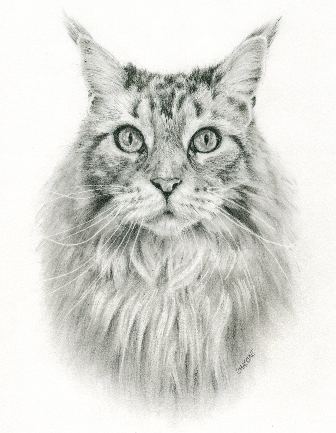 Maine Coon Giclee Art Print of My Original Graphite Pencil Drawing ...