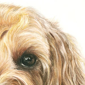 Cockapoo “daisy”. A Colored Pencil Pet Portrait Giclee Print - Etsy