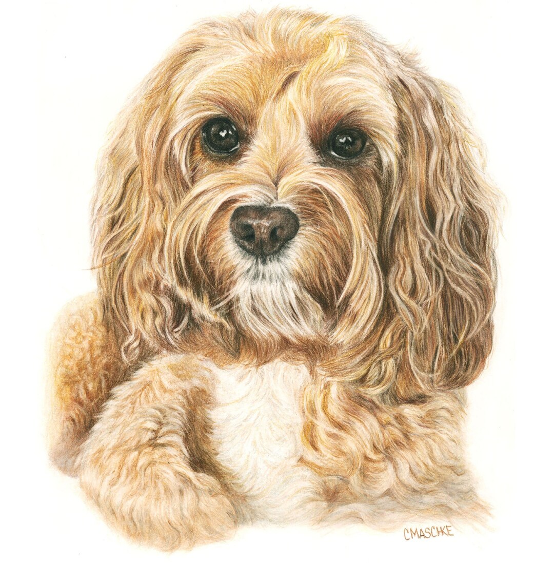 Cockapoo “daisy”. A Colored Pencil Pet Portrait Giclee Print - Etsy