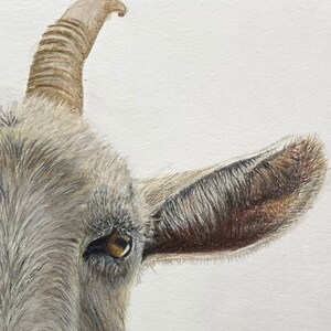 For the Love of Goats! Giclee Print of My Original Drawing Done With ...