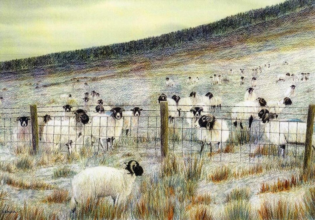 Art Print: "a Frosty Reception" - A3 Sheep Print, Wall Art, Sheep ...